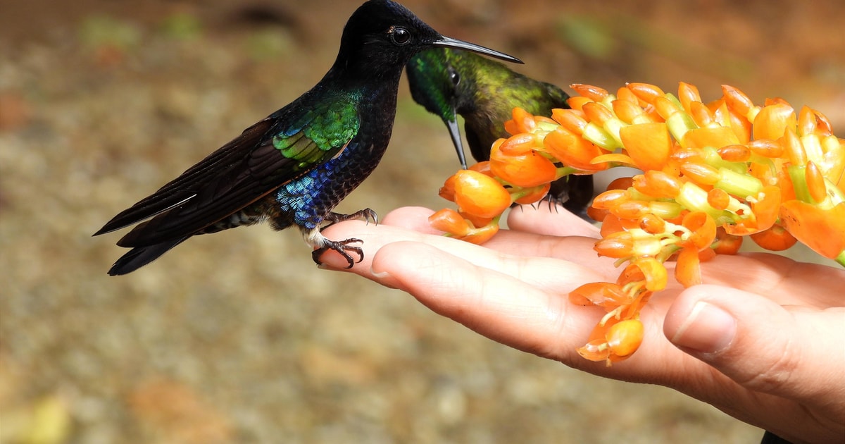 Private Hummingbird and Toucan Sanctuaries Tour in Mindo | GetYourGuide
