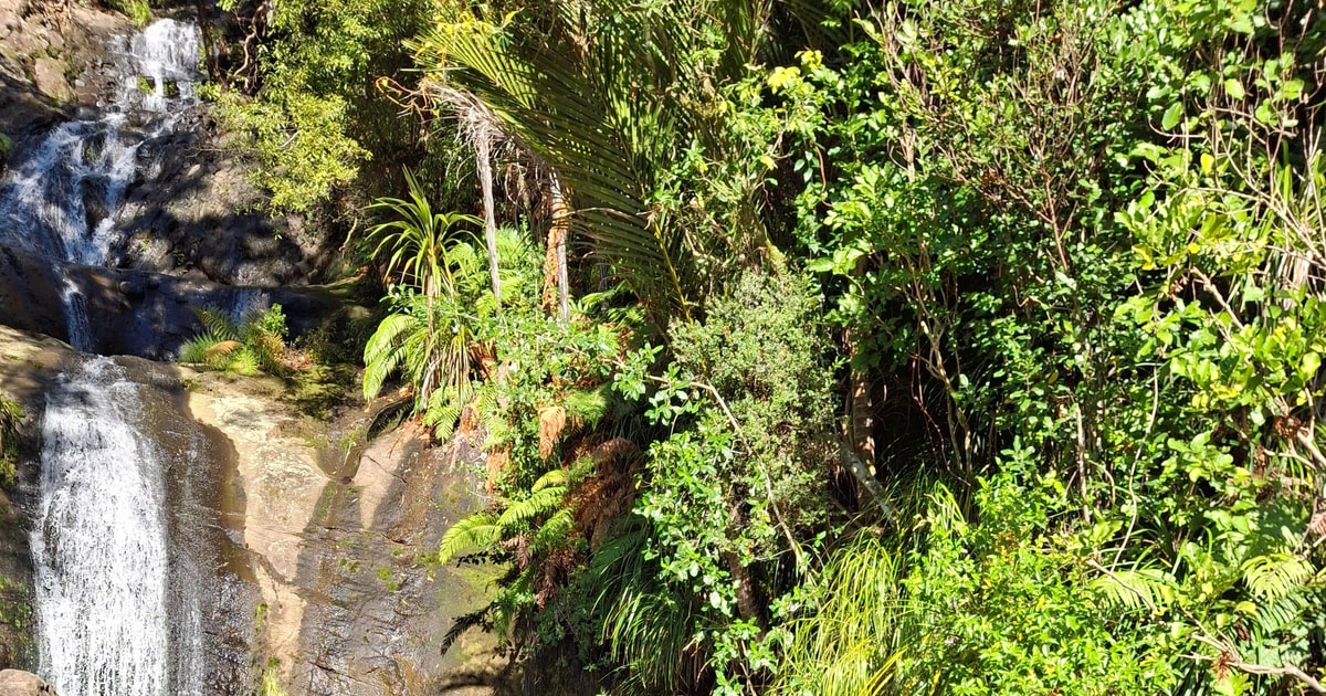 Auckland: Hiking West Auckland Rainforest & Waterfalls Tour | GetYourGuide