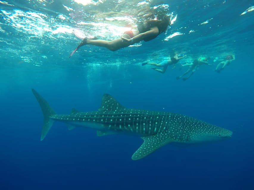 Cancún Whale Shark Tour | GetYourGuide