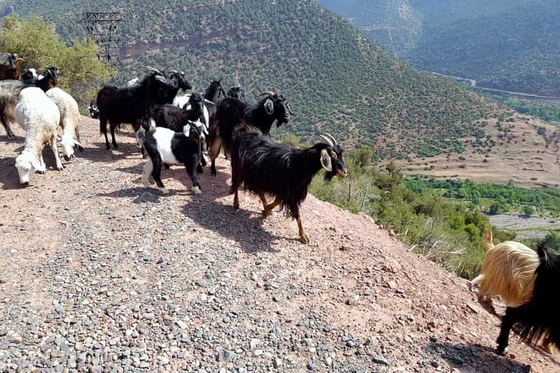 From Marrakech: High Atlas Mountains and 5 Valleys Day Trip | GetYourGuide