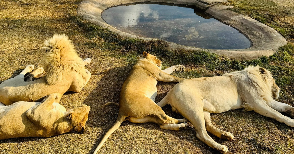 løvepark: Safari-eventyr | GetYourGuide