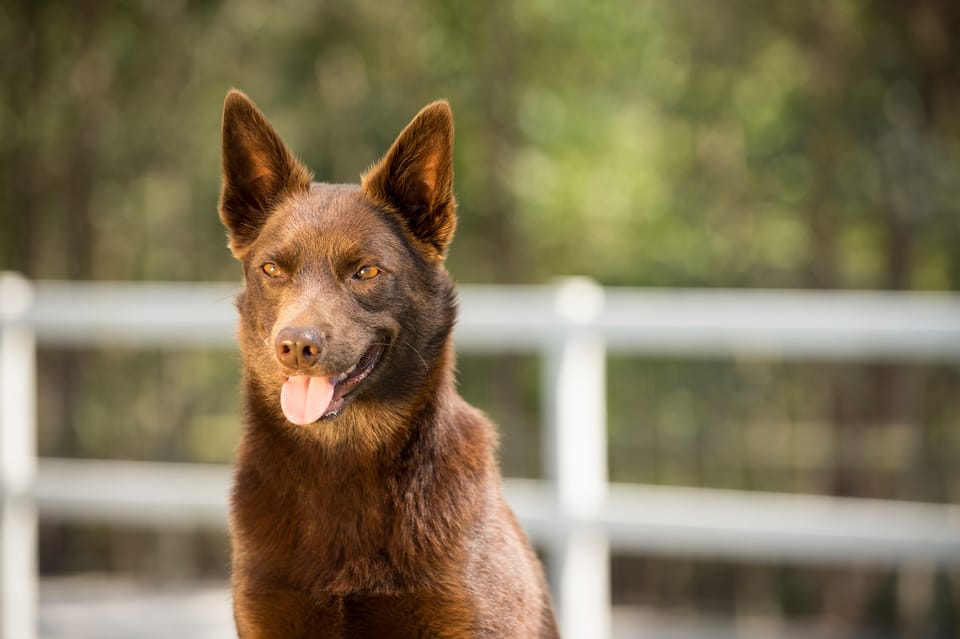 Paradise Country: Ultimate Aussie Farm Experience | GetYourGuide