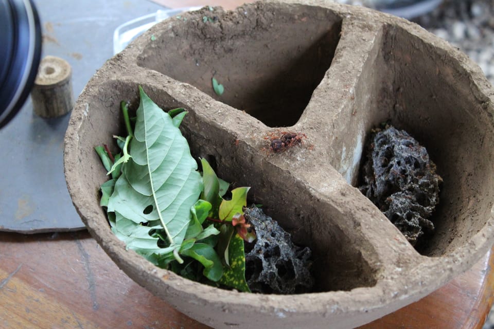 Hormigas Town Ant Experience | GetYourGuide