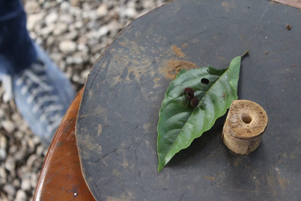Hormigas Town Ant Experience | GetYourGuide