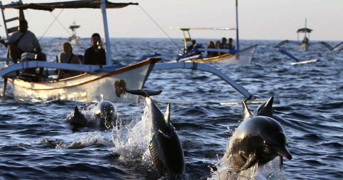 Excursión a los delfines de Bali | GetYourGuide