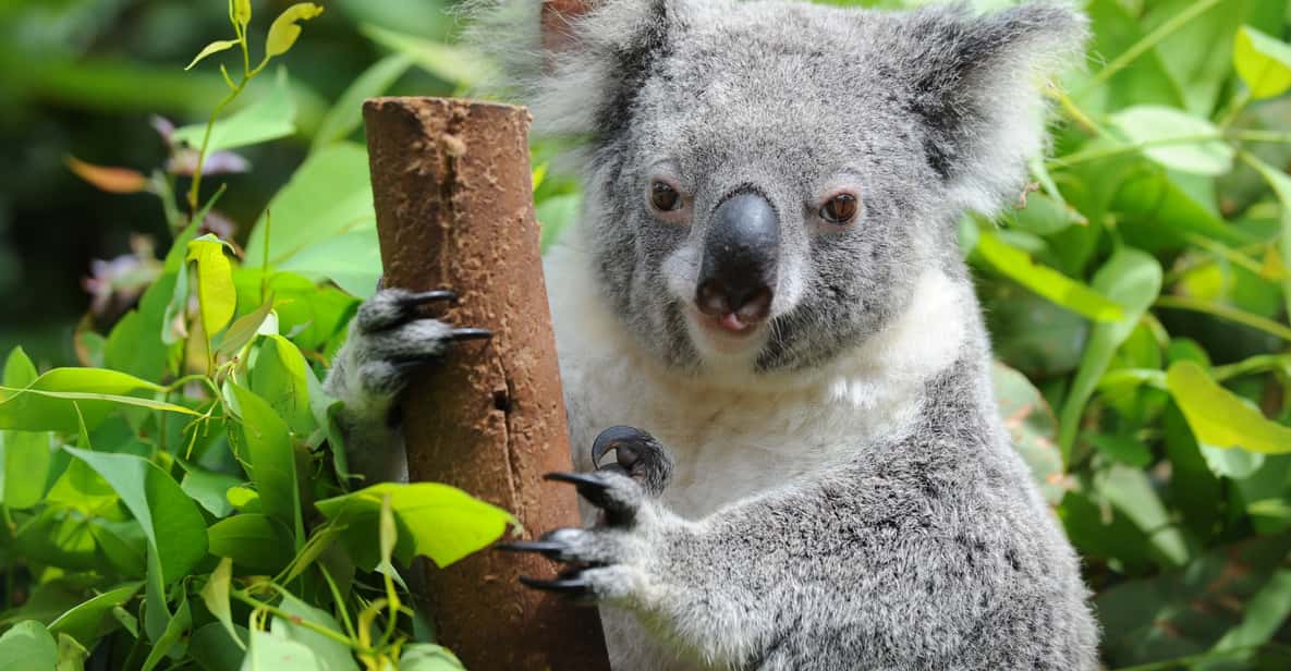 Brisbane: Australia Zoo Full-Day Tour | GetYourGuide