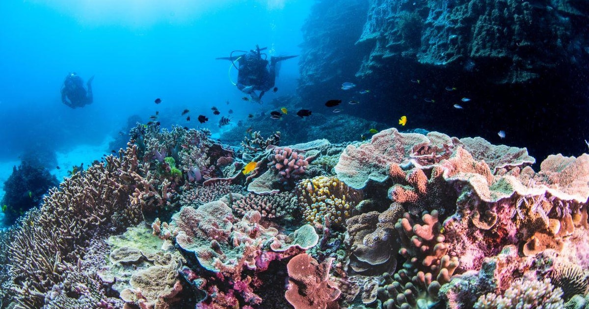 Scuba Diving Day Trip on the Southern Great Barrier Reef | GetYourGuide