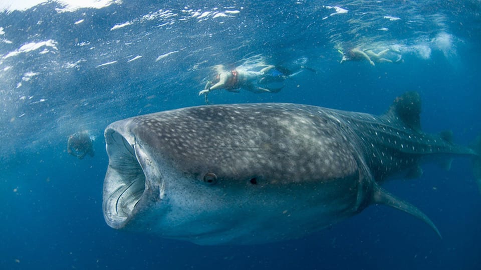 Da Cancun e Riviera Maya Snorkeling con squali balena | GetYourGuide