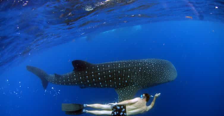 From Cancun and Riviera Maya Whale Shark Snorkeling | GetYourGuide