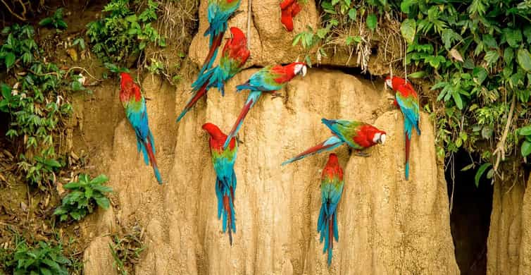 Parrot Clay Lick Tour | GetYourGuide