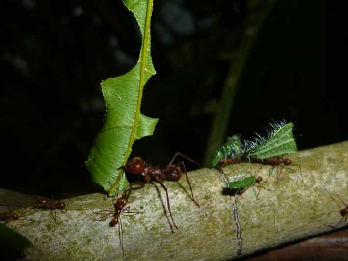 Hormigas Town Ant Experience | GetYourGuide