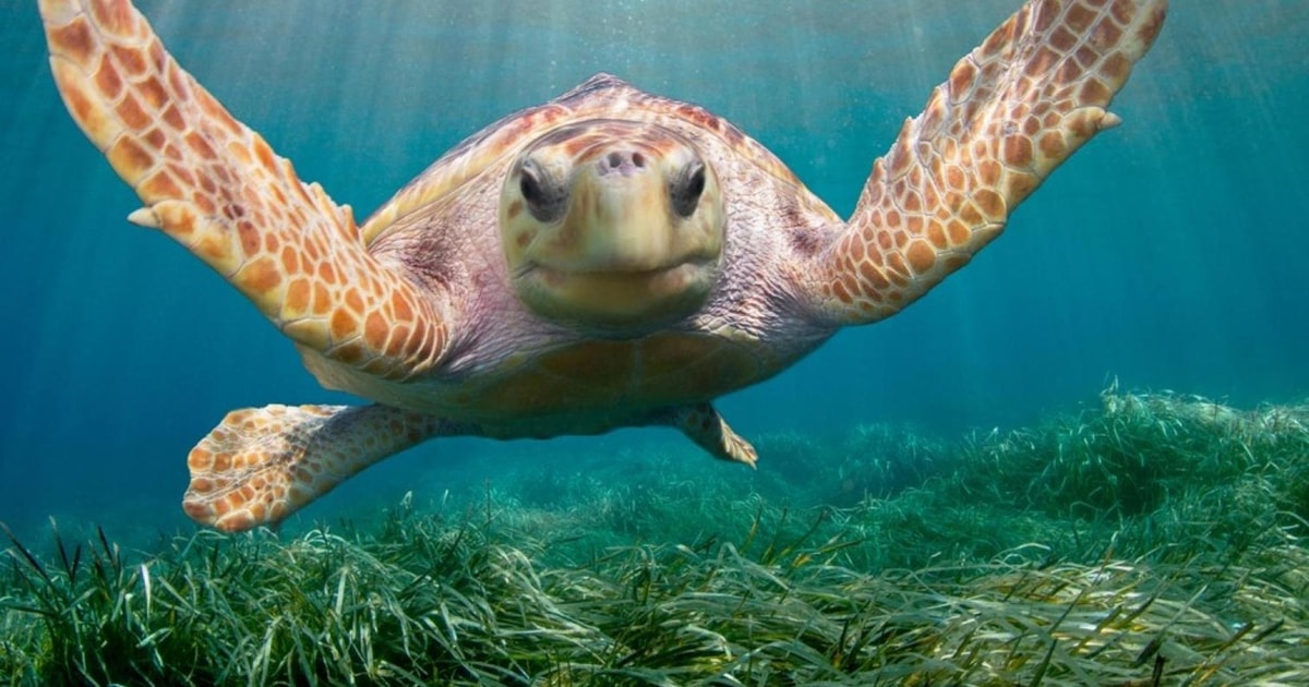 French Riviera: Marineland Entrance Ticket | GetYourGuide