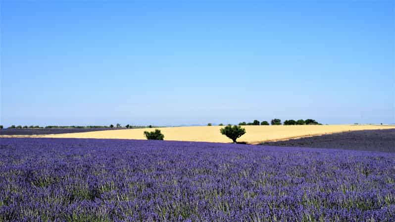 From Aix-en-Provence: Lavender Half Day Morning Tour | GetYourGuide