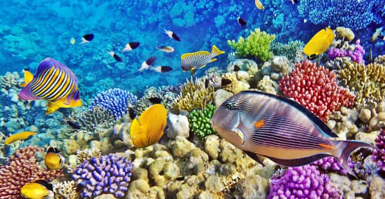 Hurghada: Excursie cu barca pentru scufundări sau snorkeling cu prânz ...