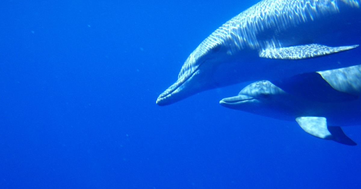 Privat møde med delfiner og hvalsafari | GetYourGuide