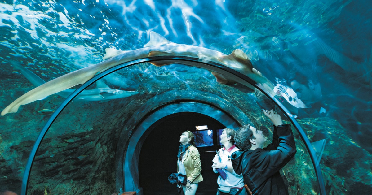 Tenerife: Loro Parque & Siam Park Entry Ticket with Transfer | GetYourGuide