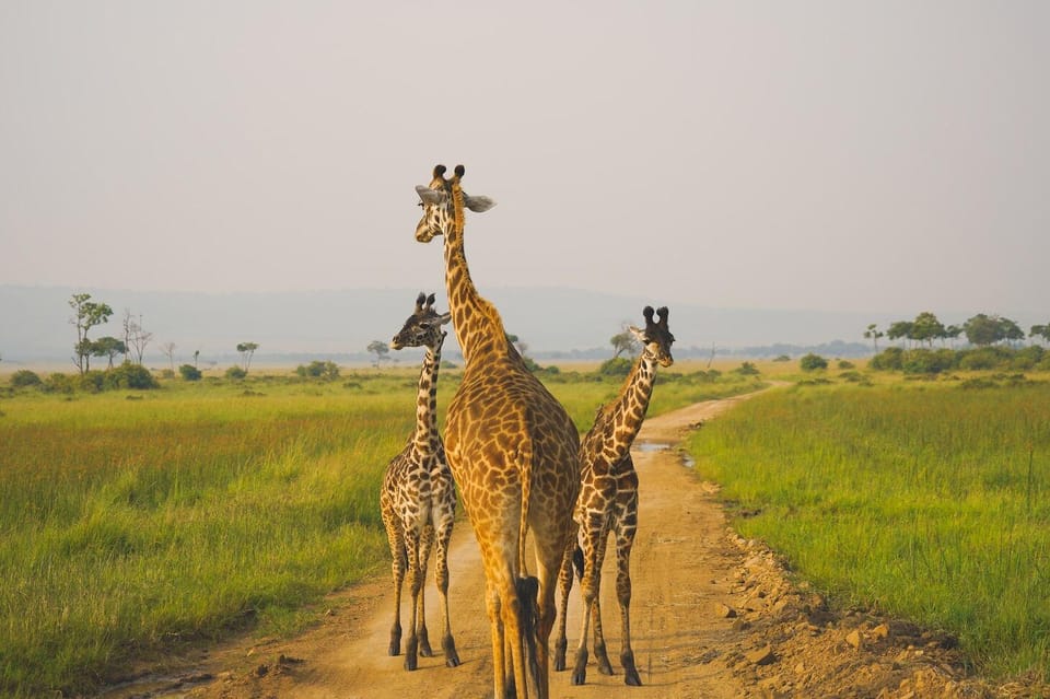 4 dni błogości na safari w Tanzanii | GetYourGuide