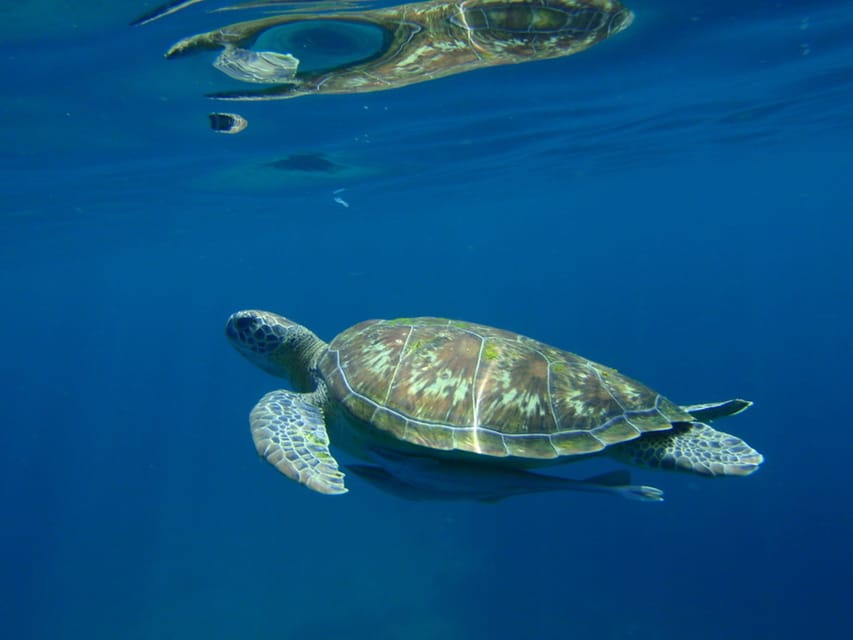 From Khao Lak: Full-Day Snorkeling in the Similan Islands | GetYourGuide