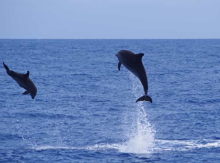 Funchal: Dolphin and Whale Watching by Luxury Catamaran | GetYourGuide
