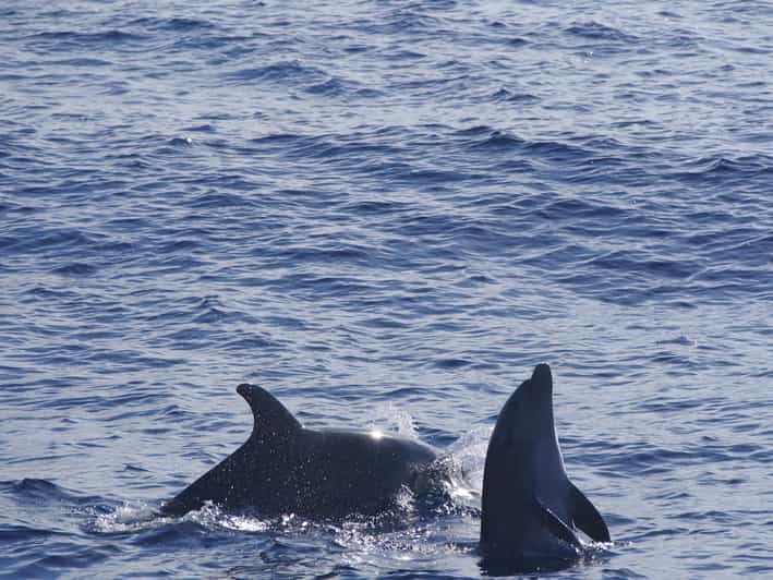 Funchal: Dolphin and Whale Watching by Luxury Catamaran | GetYourGuide