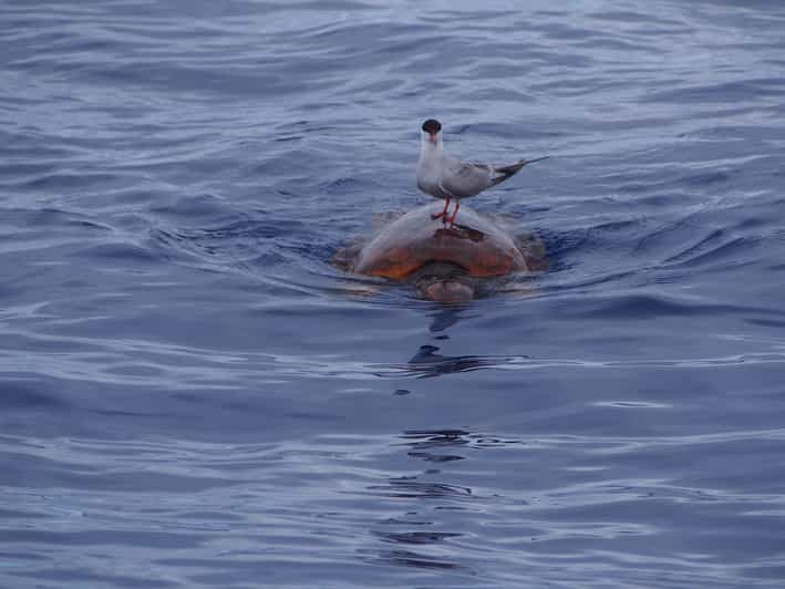 Funchal: Dolphin and Whale Watching by Luxury Catamaran | GetYourGuide