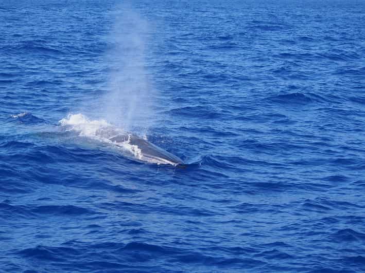 Funchal: Dolphin and Whale Watching by Luxury Catamaran | GetYourGuide
