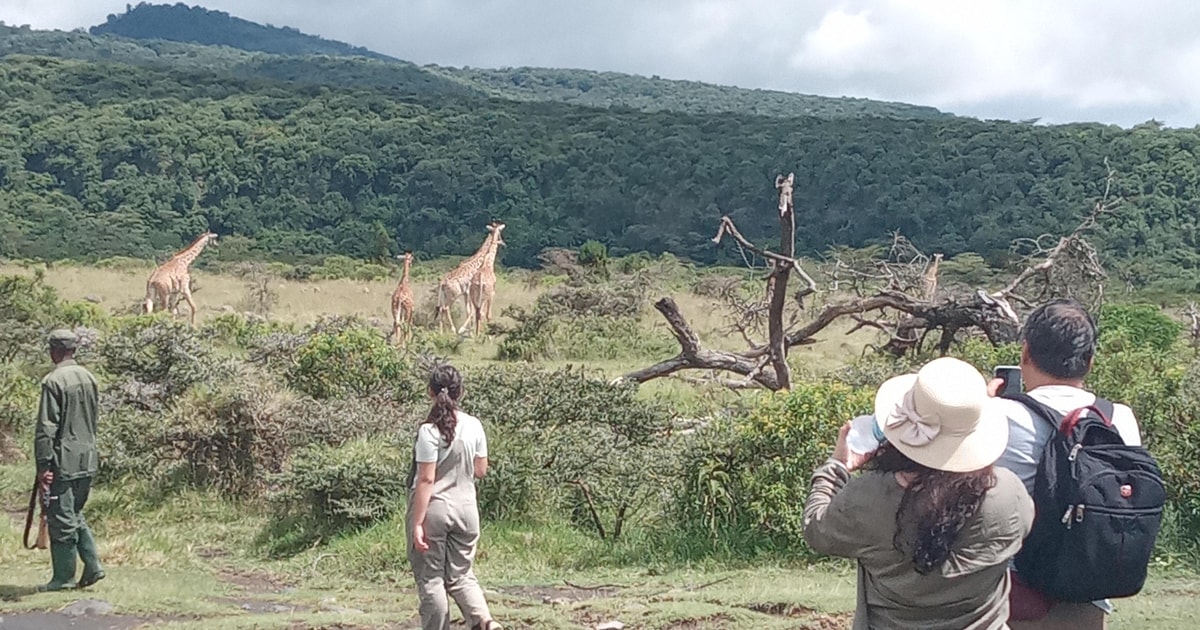 Arusha Park Memorable Safari Tour | GetYourGuide