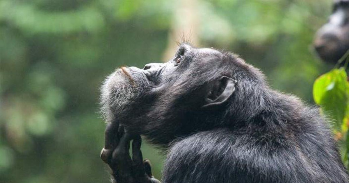 Uganda: Safari de 6 zile cu animale sălbatice și drumeții cu cimpanzei ...