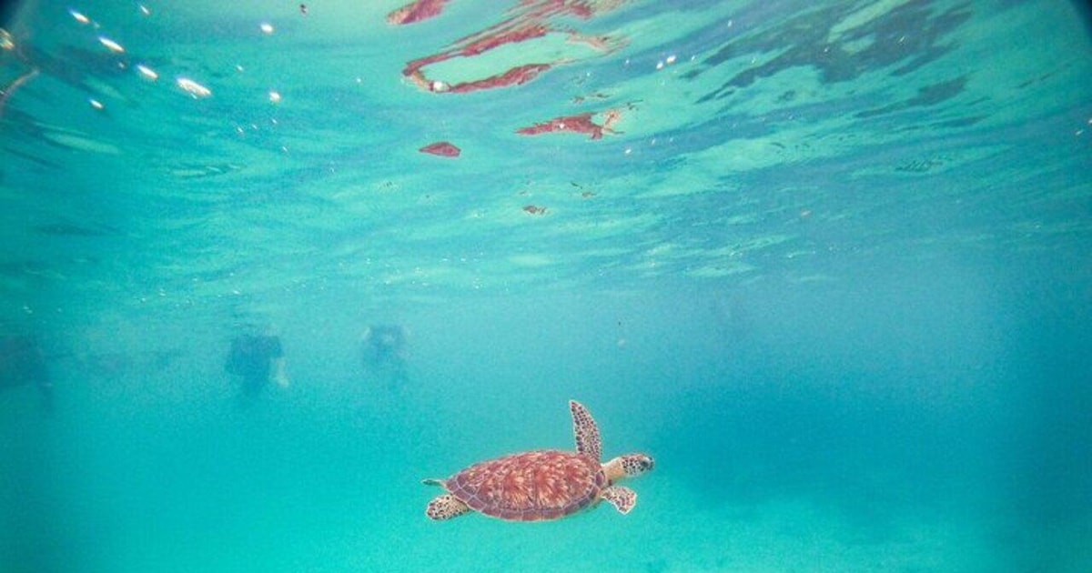 Playa del Carmen: Tulum Ruins, Turtle Sitghseeing and Cenote | GetYourGuide