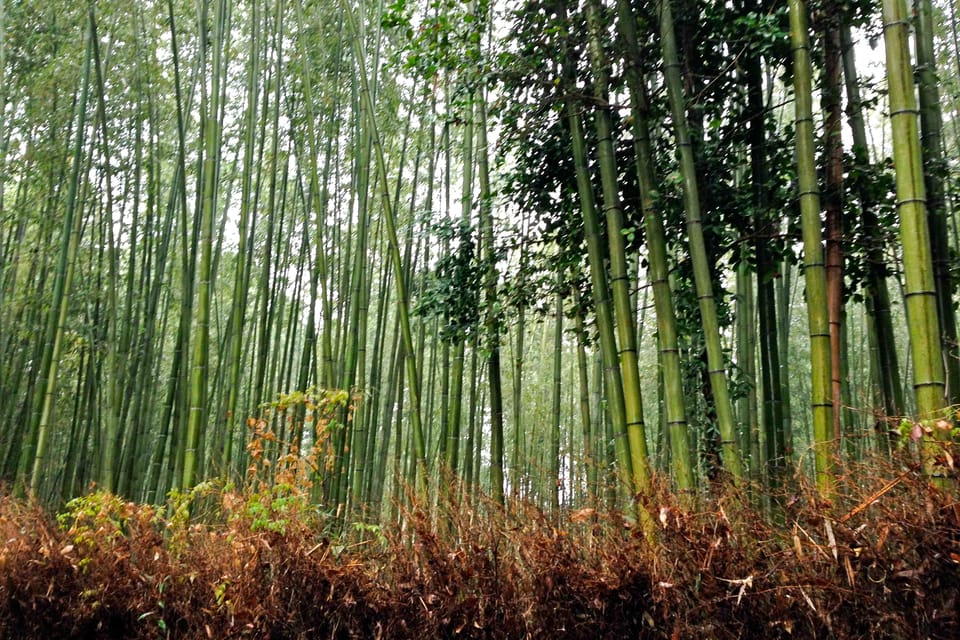 Bali: Full-Day Trip to Penglipuran Village and Bamboo Forest | GetYourGuide