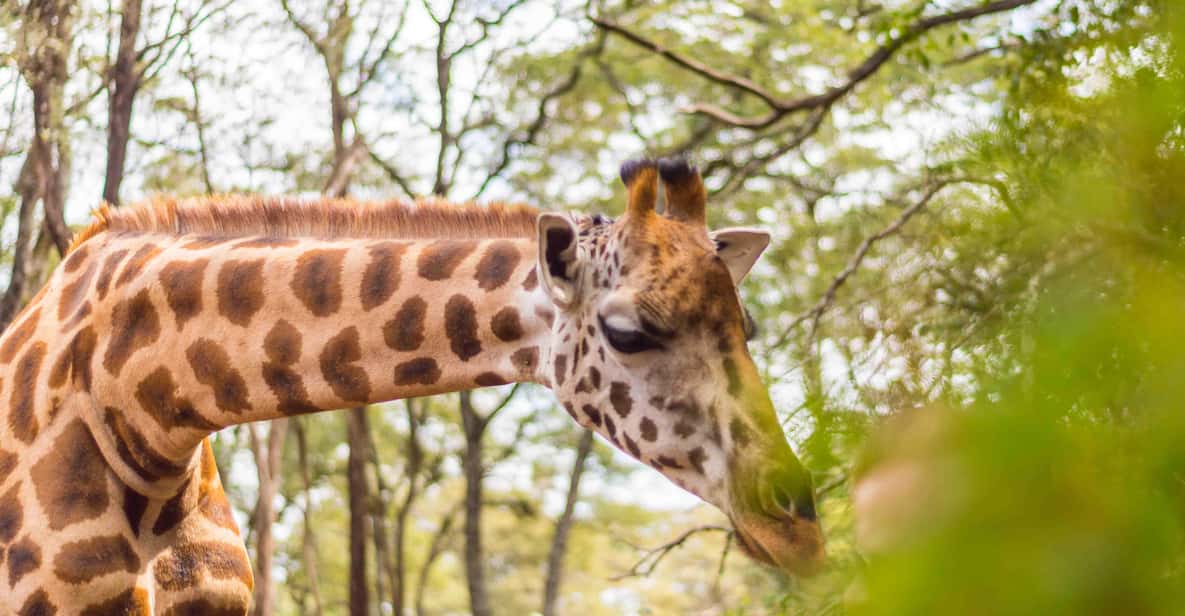 Visit to the Giraffe Centre | GetYourGuide