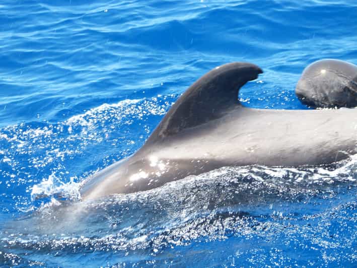 Funchal: Dolphin and Whale Watching Cruise | GetYourGuide