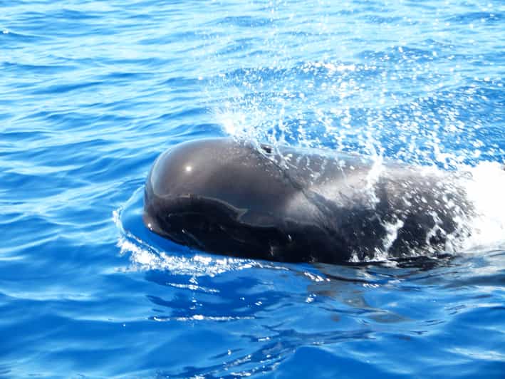 Funchal: Dolphin and Whale Watching Cruise | GetYourGuide