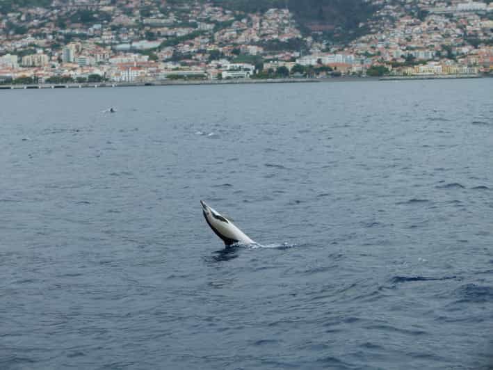 Funchal: Dolphin and Whale Watching Cruise | GetYourGuide