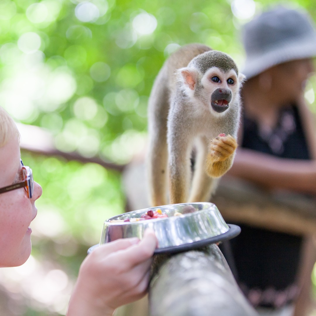 Puerto Plata: Monkeyland and Zip-Line Adventure | GetYourGuide
