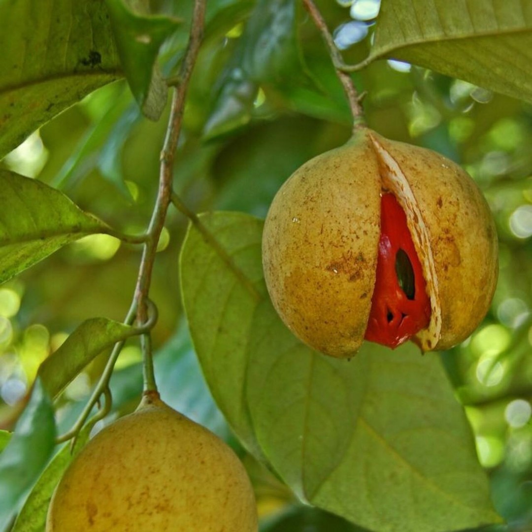 Isola di Pemba: Chake Chake, kayak e tour delle piantagioni di spezie ...