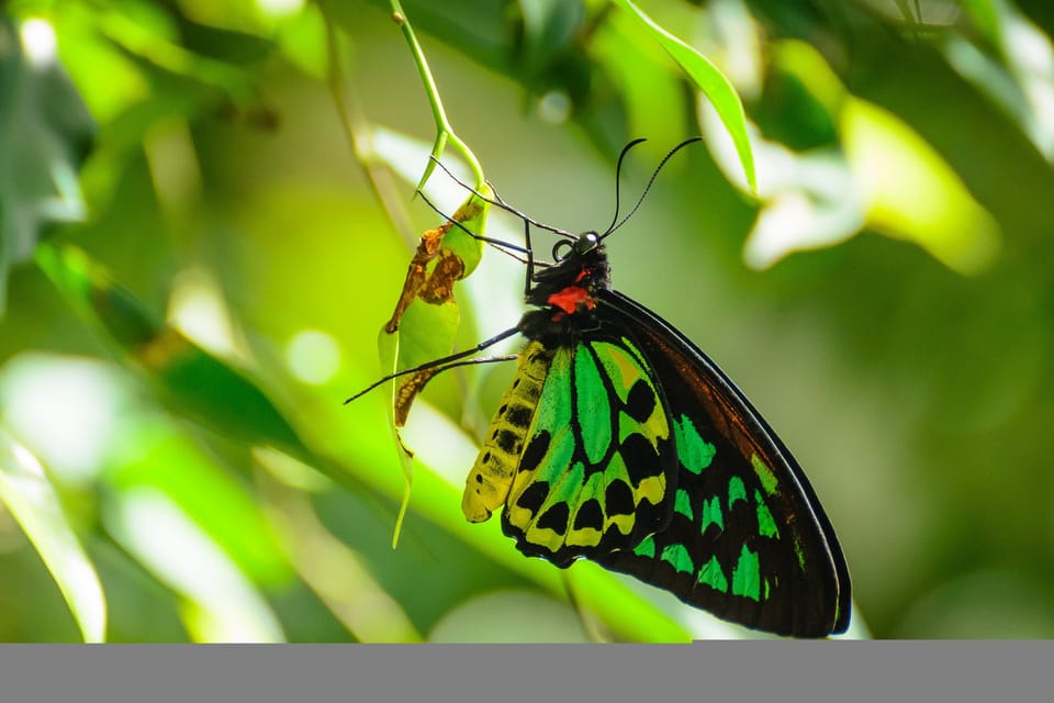 Discover Cairns: Cairns River Cruise & City Sights Tour | GetYourGuide