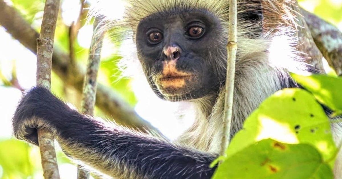 Jozani Forest, Ngonga Cave, Kuza Cave, The Rock Restaurant | GetYourGuide