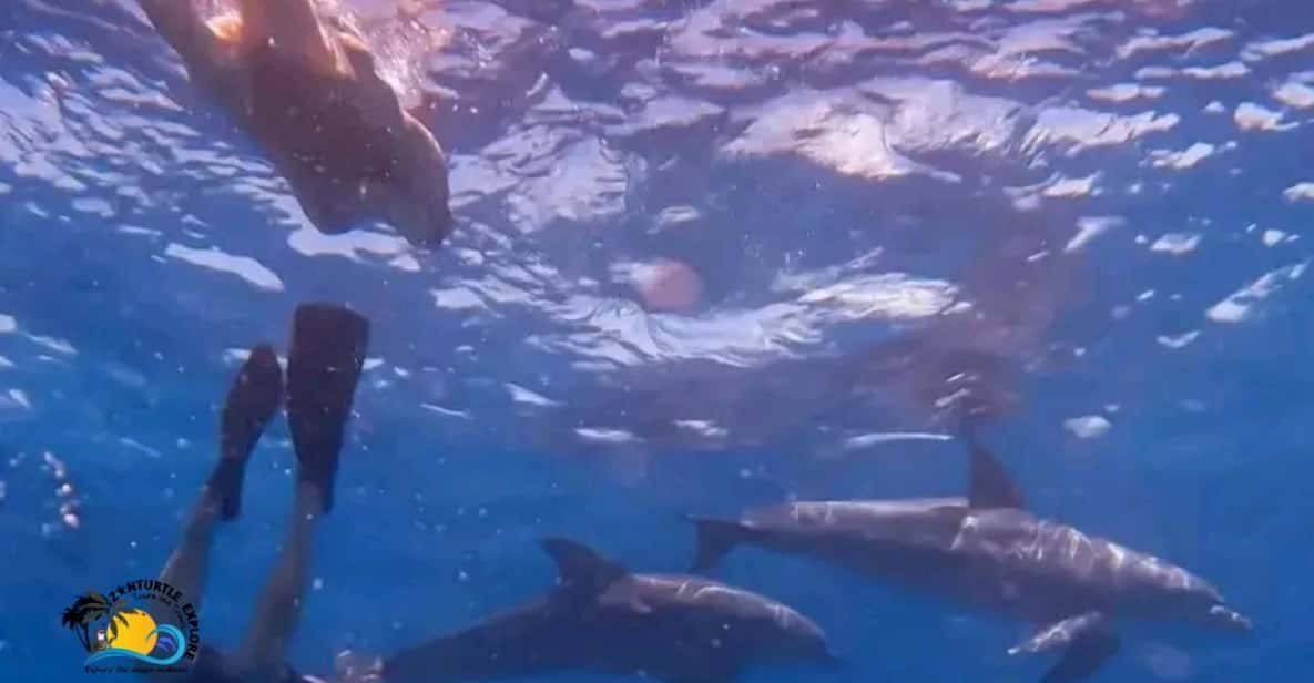 Zanzibar: Mnemba Atoll Trip and Dolphin Snorkel Experience | GetYourGuide