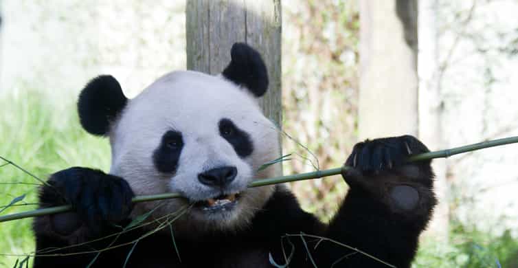 Edinburgh Zoo, Edinburgh - Book Tickets & Tours | GetYourGuide