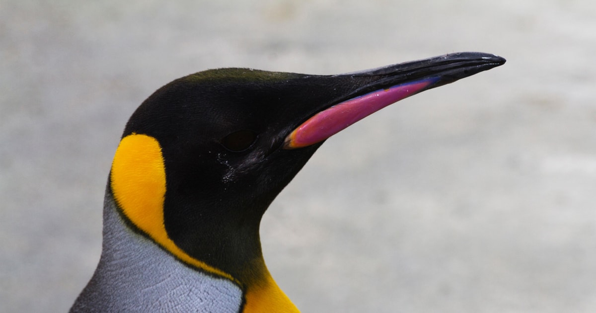 Edinburgh Zoo Entrance Ticket | GetYourGuide