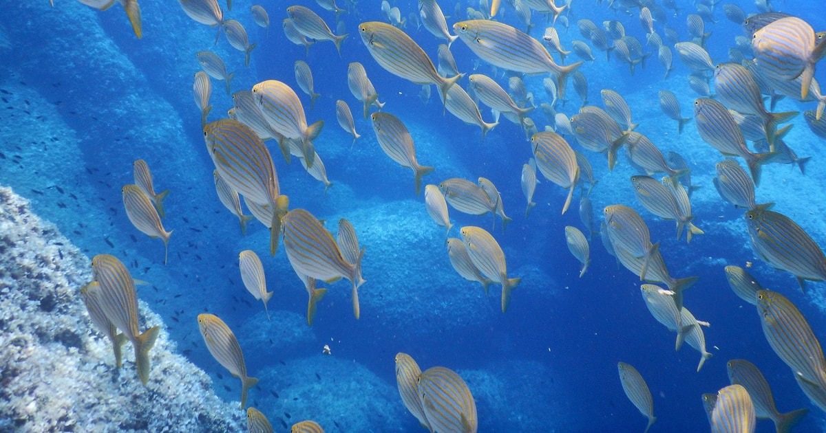 1-Hour Snorkeling Tour in Paraggi Bay, Portofino | GetYourGuide