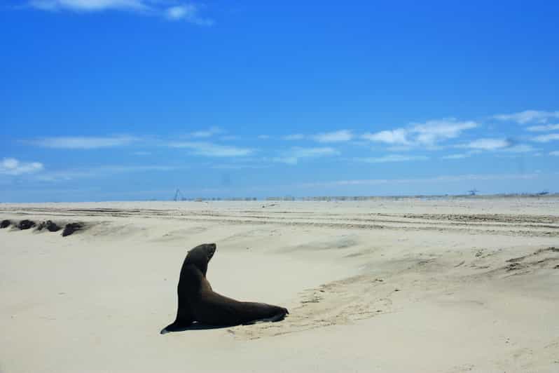 Highlights of Walvis Bay, Dune 7 Shore Excursion | GetYourGuide