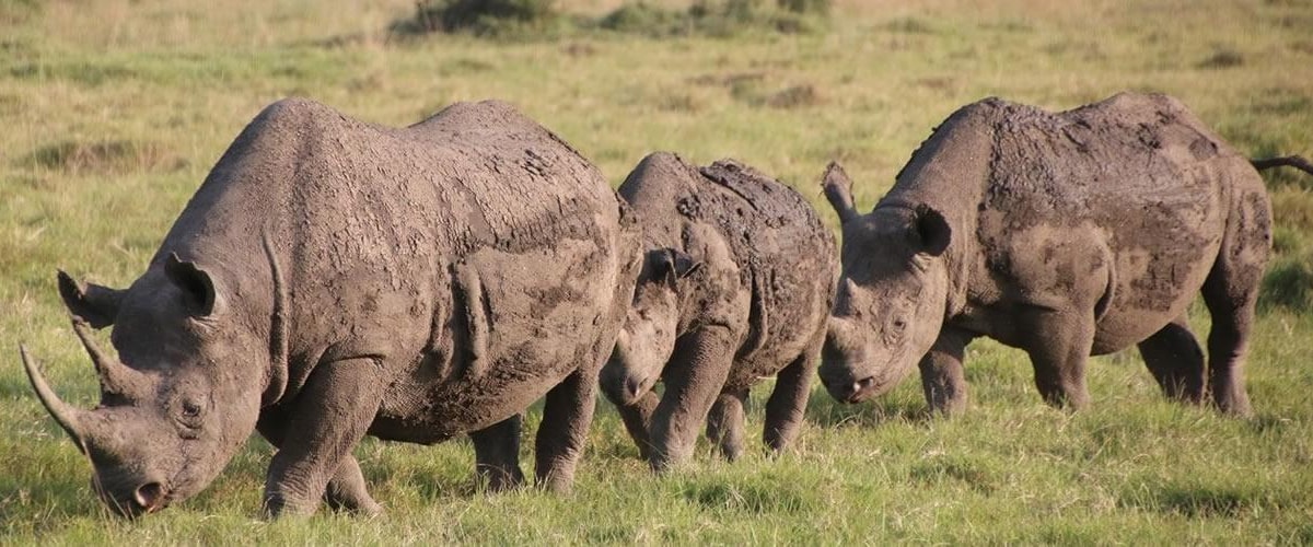 Mara: Unforgetable Maasai Mara Safari | GetYourGuide