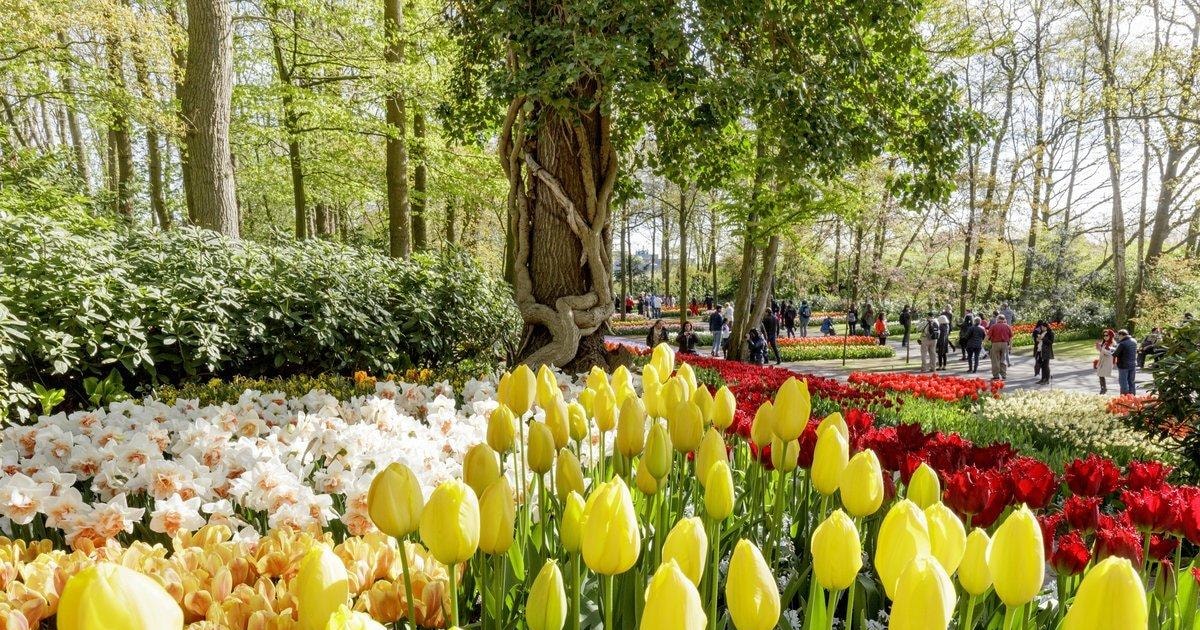 From Amsterdam RAI: Keukenhof Entry incl. Public Bus | GetYourGuide