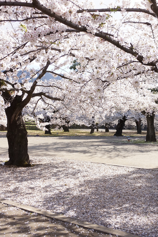 Nagano: 1-Day Snow Monkey & Cherry Blossom Tour in Spring | GetYourGuide