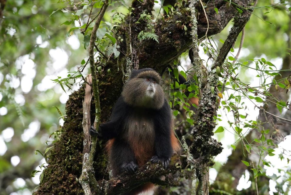 3-Day Gorilla & Golden Monkeys Experience | GetYourGuide