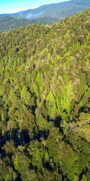 Strahan: World Heritage Cruise on Gordon River with Lunch | GetYourGuide