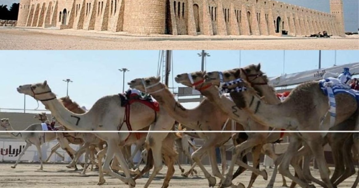 Tor wyścigów wielbłądów w Doha: Farma Oryx i Muzeum Szejka Faisala ...