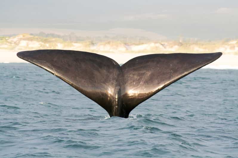 Encounter Bay: Southern Ocean Adventure Cruise | GetYourGuide